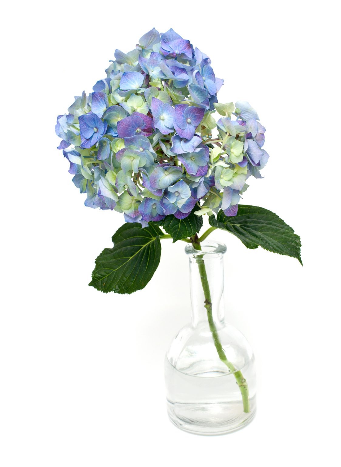 Creative Ways to Decorate with Hydrangeas - Worthing Court | DIY Home ...