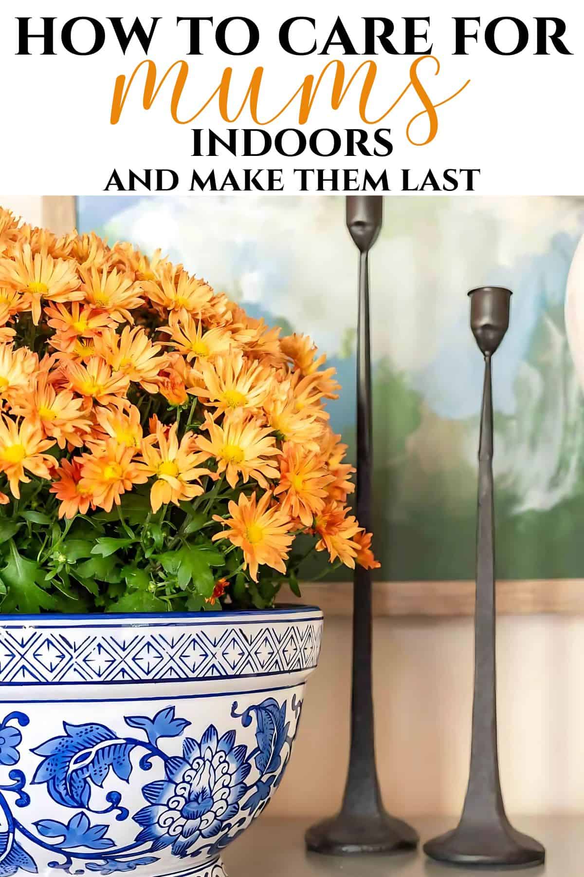 How to Care for Mums Indoors and Make Them Last - Worthing Court | DIY ...